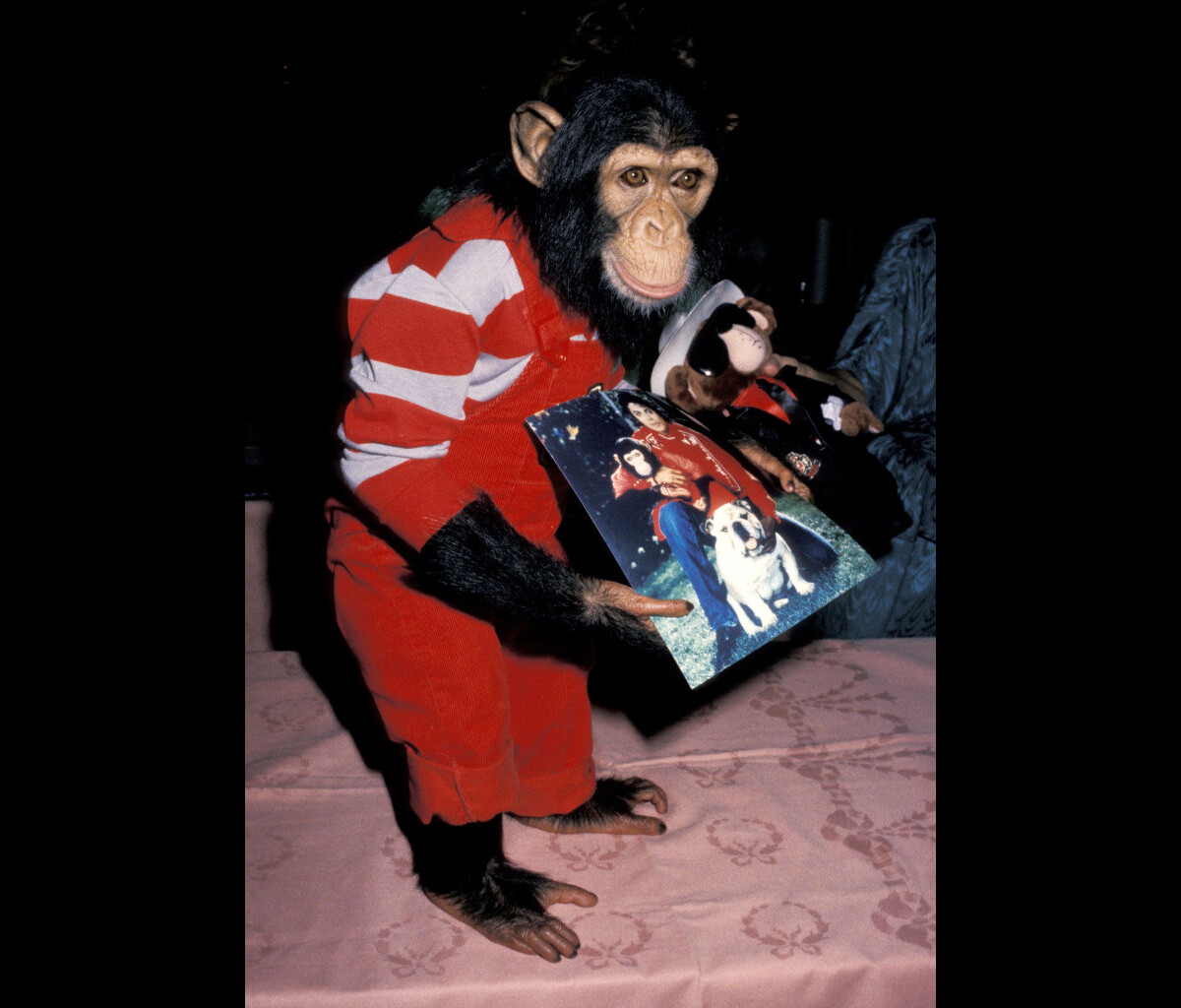 Foto: Hoje em dia, o macaco Bubbles tem 41 anos e vive em centro de ...