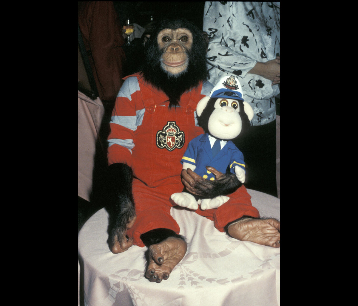 Foto: Macaco de Michael Jackson, Bubbles recebe mais de US$ 30 mil em ...
