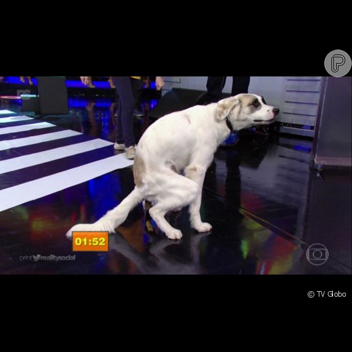Cachorro surpreendeu o apresentador na estreia do quadro 'Criançada e ...