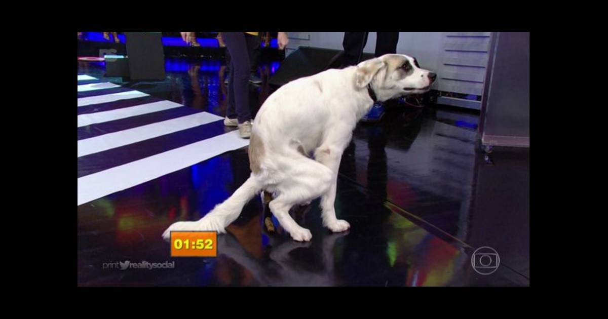 Cachorro surpreendeu o apresentador na estreia do quadro 'Criançada e ...