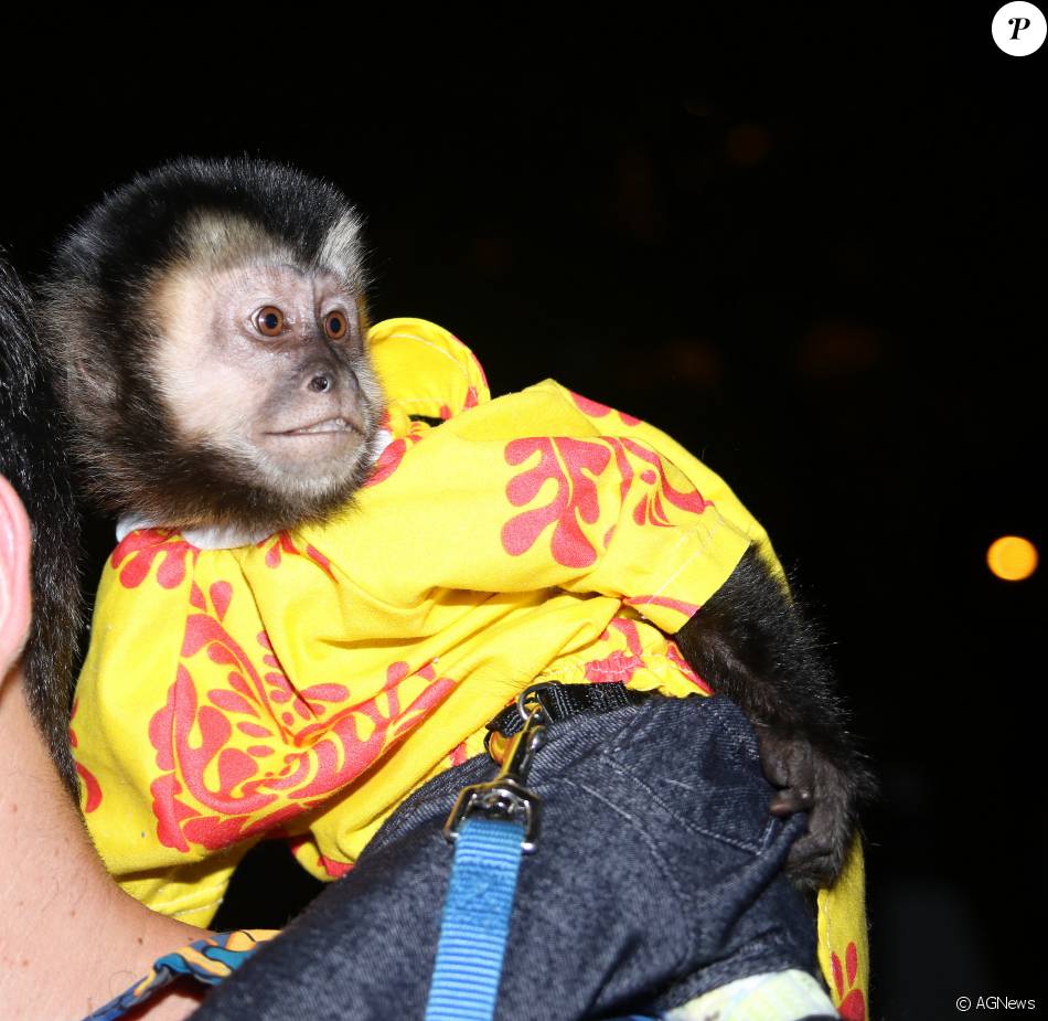 Twelves, o macaco de estimação de Latino, também marcou presença ...