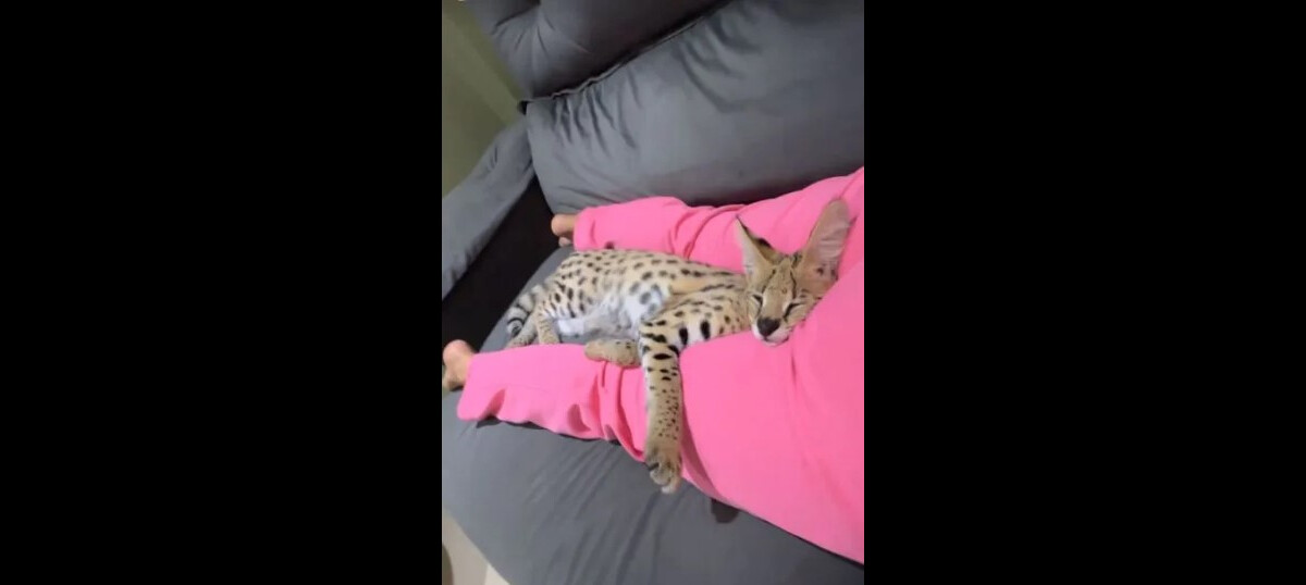 Foto: Apelidada de Malandrex, gata de MC Oruam parece um animal ...