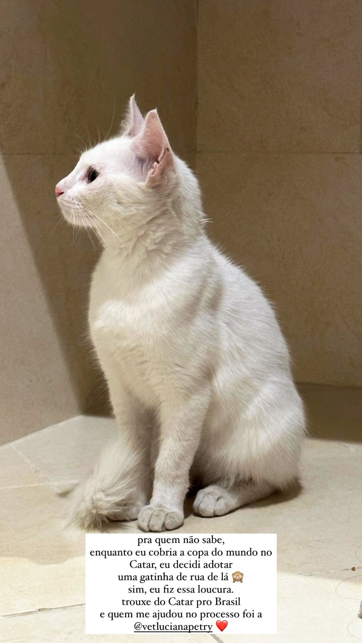 Foto: Renata Heilborn adotou uma gata de rua e batizou com o nome de ...