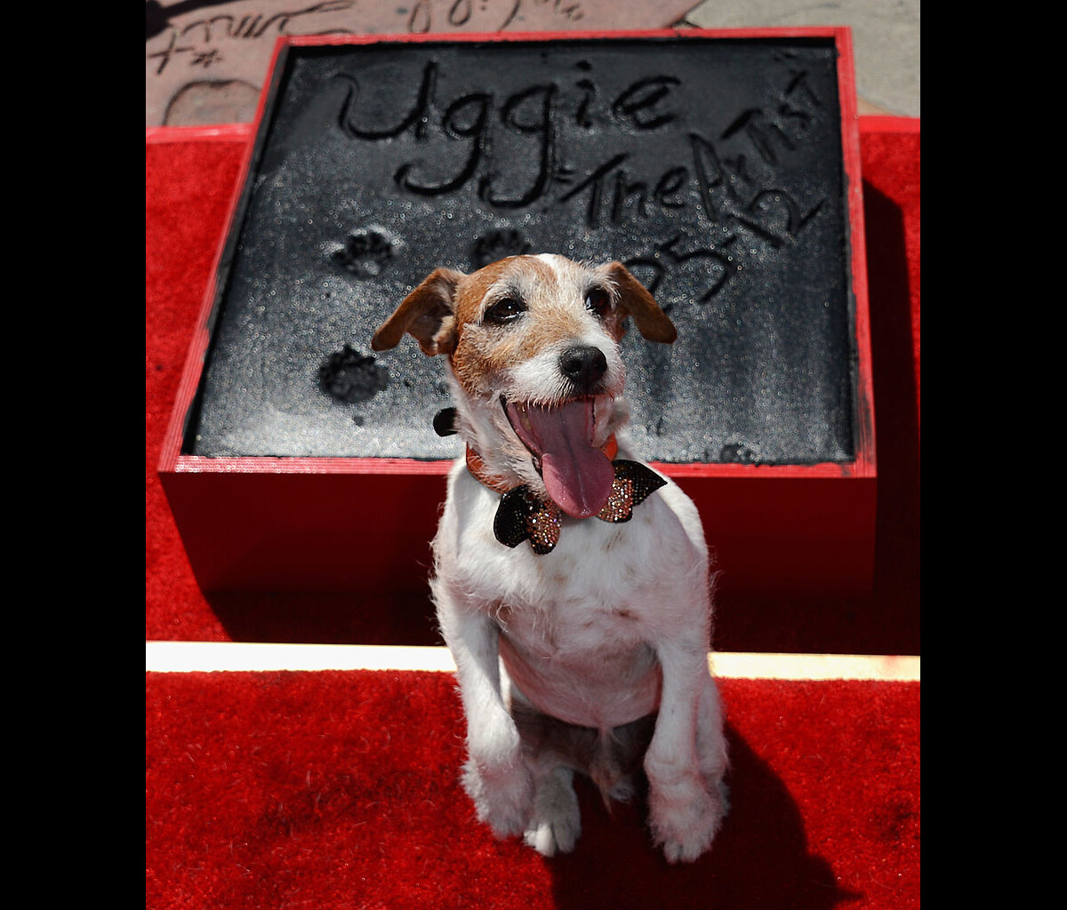 Foto: Cachorro Uggie foi o primeiro animal a ganhar uma estrela na ...