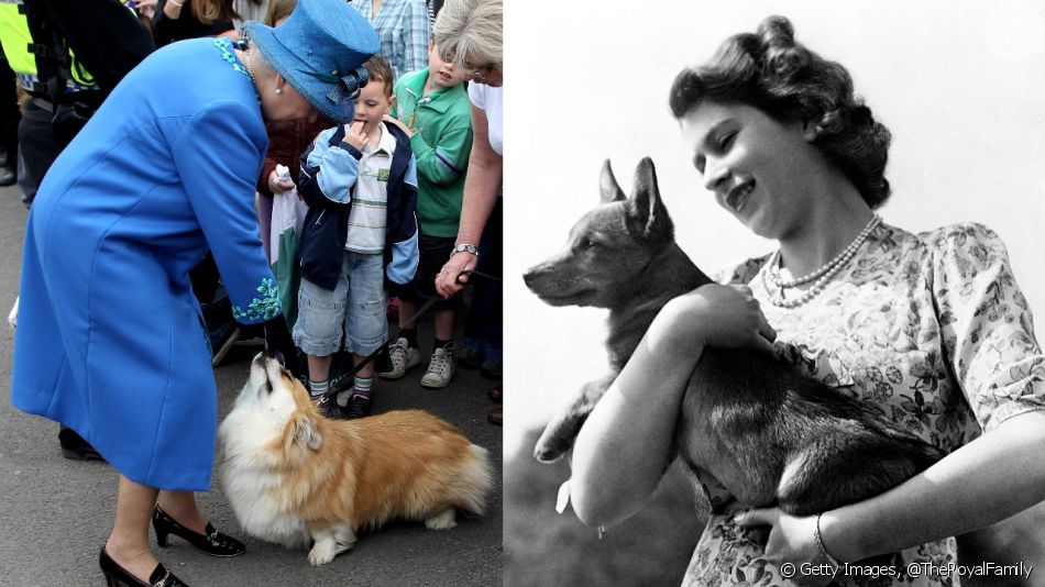 Qual o valor dos cachorros de raça da Rainha Elizabeth? O que aconteceu ...