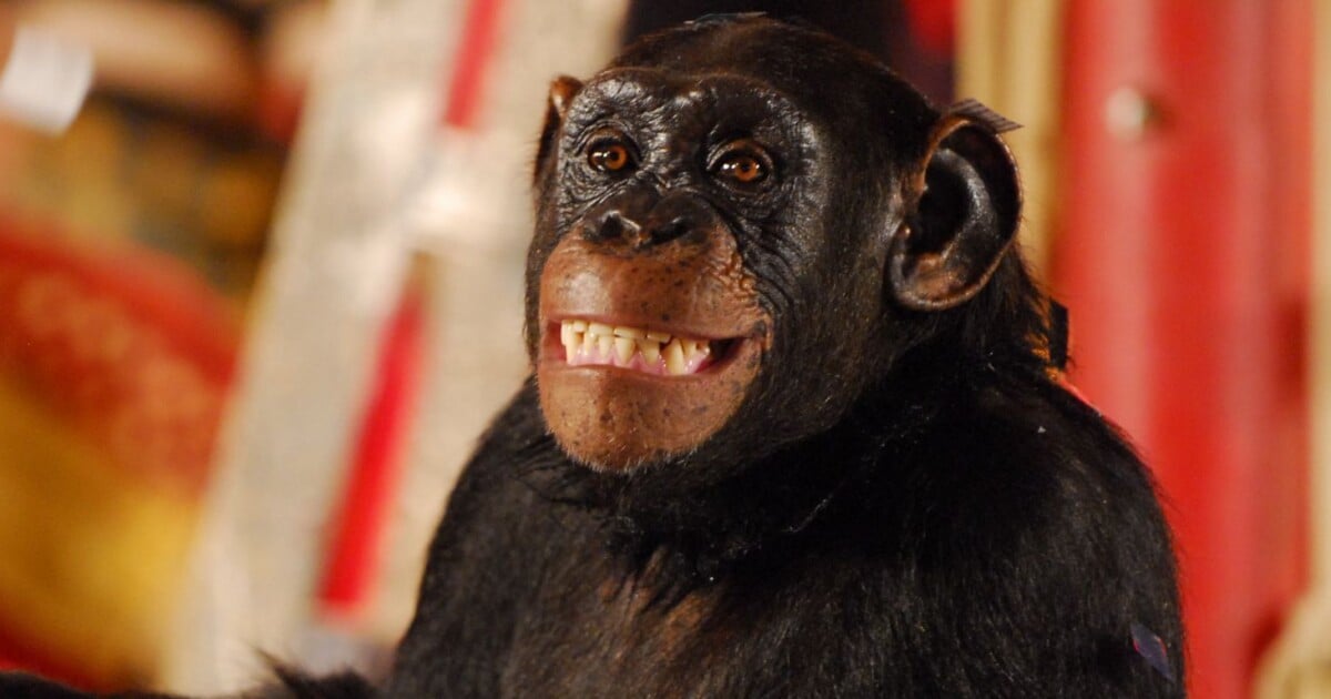 Descubra por onde anda o macaco pintor Xico, da novela 'Caras & Bocas ...