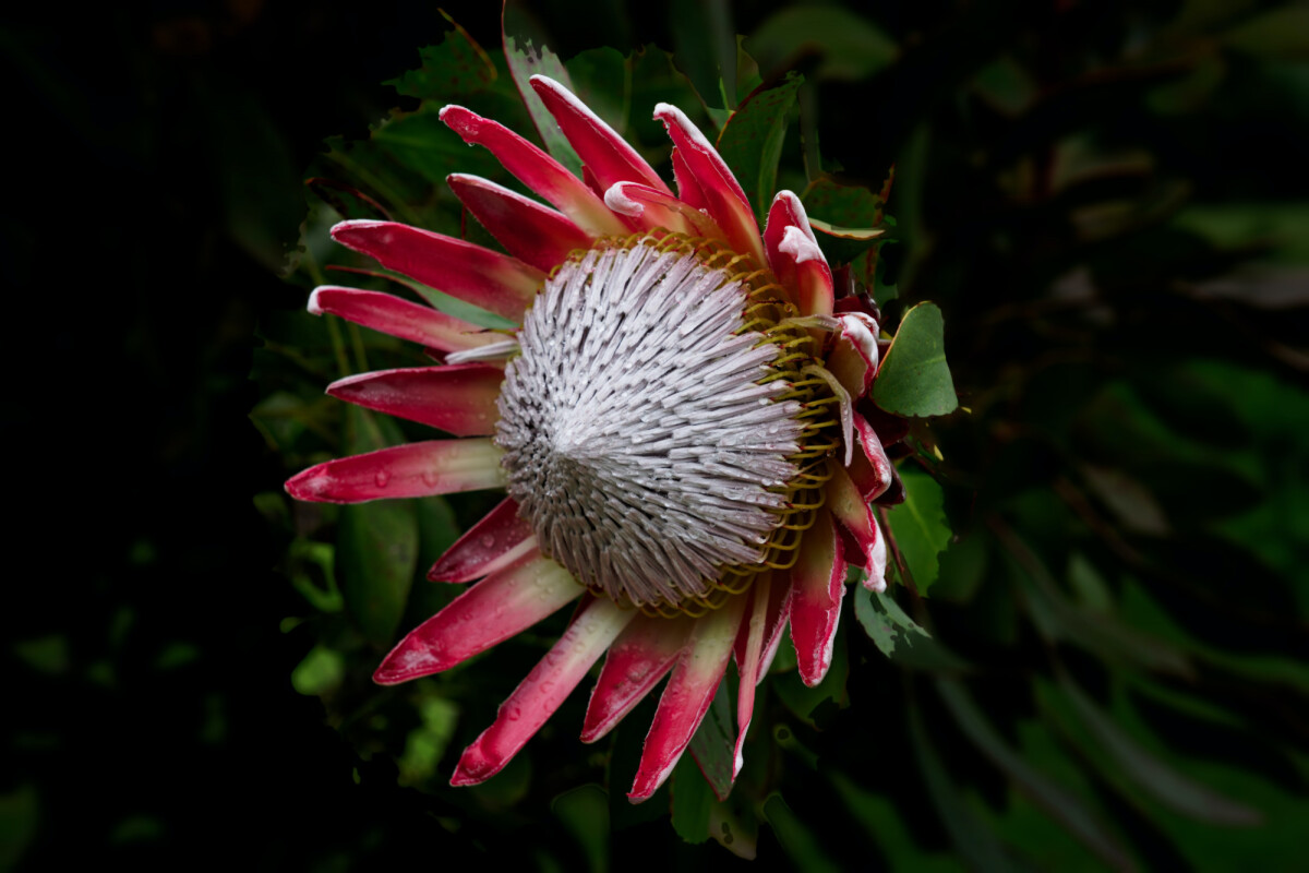 Foto: A protea é uma flor de origem sul-africana e tem um significado ...