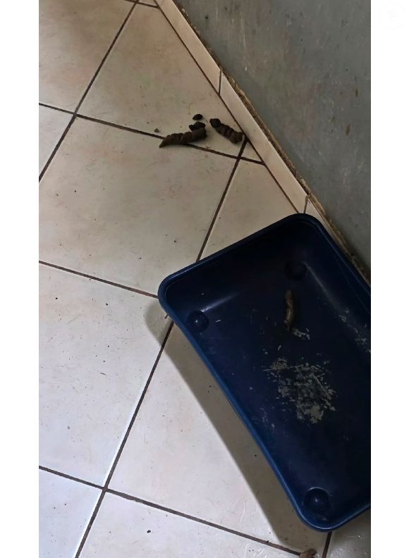 'Não tinha nem água': quem é Rejane Schumann? Aos 74 anos, ex-atriz da ...